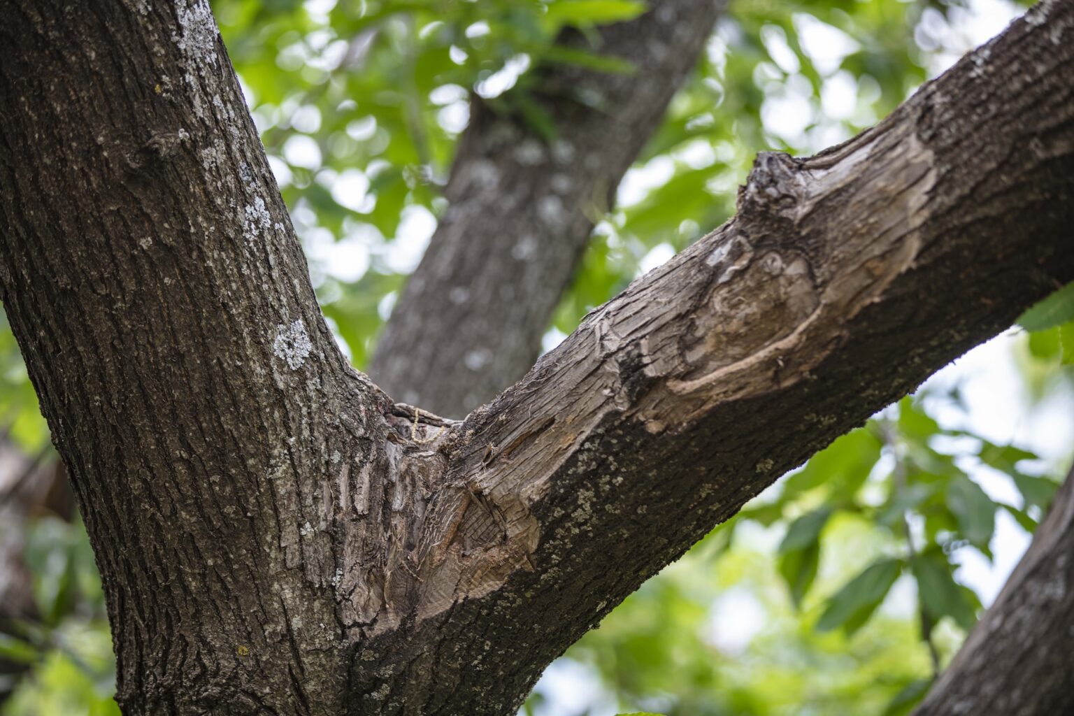 How to Identify Tree Diseases | Quality Tree Service DFW